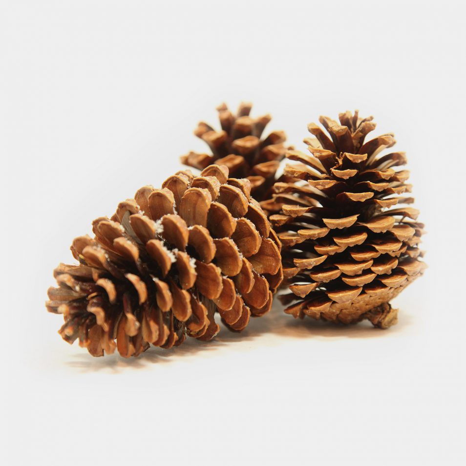 Weihnachtsbaum-Zapfen "natur Pinien groß" | DEKORUNDUM